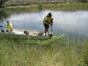 Kill and Remove Cattails and Bullrushes from Lakes, Rivers and Ponds